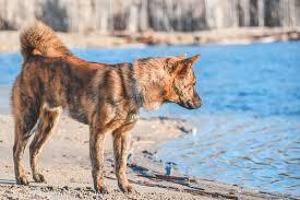 Its a Kai Ken Dog!: The Pets